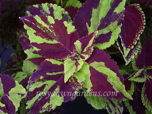 Careless Love Coleus | RosyDawnGardens.com - Rosy Dawn Gardens