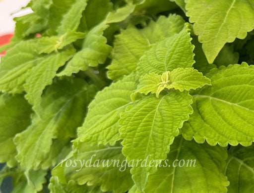 Green Gecko - Rosy Dawn Gardens