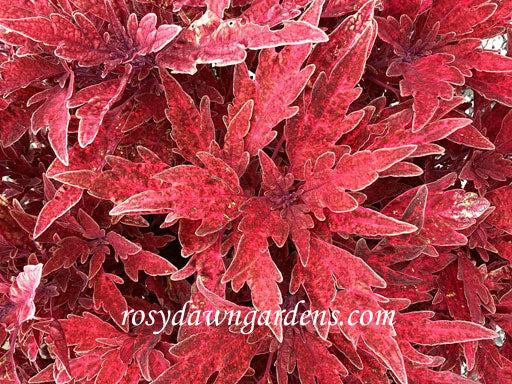 Paprika - Rosy Dawn Gardens