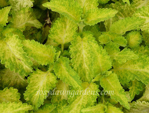 Party Time Lime - Rosy Dawn Gardens