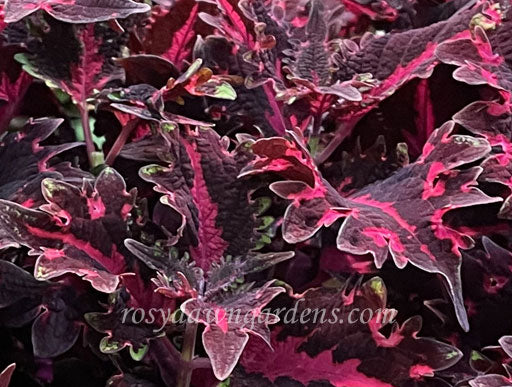 Pink Ribbons - Rosy Dawn Gardens