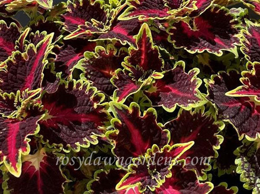 TerraScape Queen - Rosy Dawn Gardens