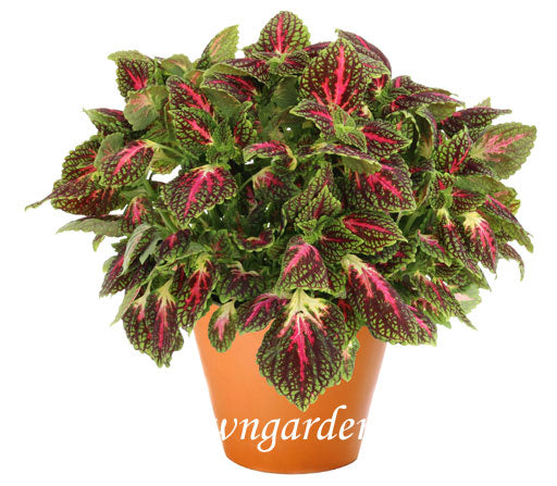 La Rambla - Rosy Dawn Gardens