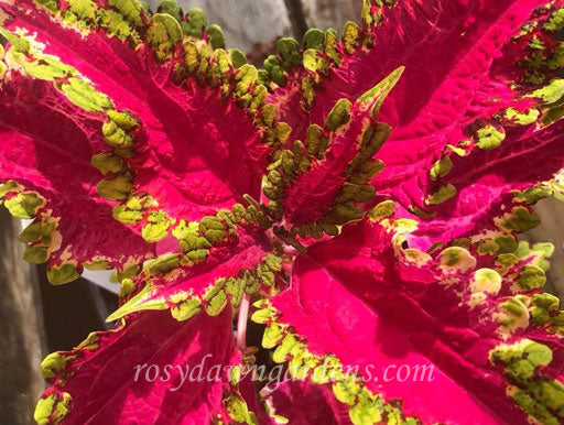 Electric Eel - Rosy Dawn Gardens