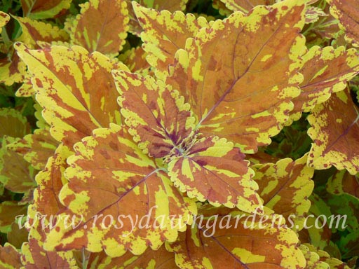Freckles Coleus | RosyDawnGardens.com - Rosy Dawn Gardens