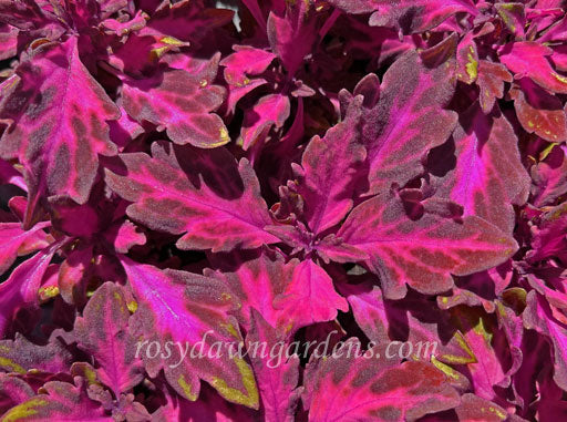 Pink Coleus COLEUS TALAVERA TRICOLOR PINK – Horlings Plants