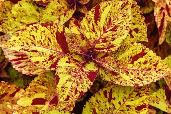 Marble Mania - Rosy Dawn Gardens