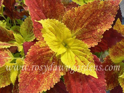 Alabama Sunset Coleus | RosyDawnGardens.com - Rosy Dawn Gardens