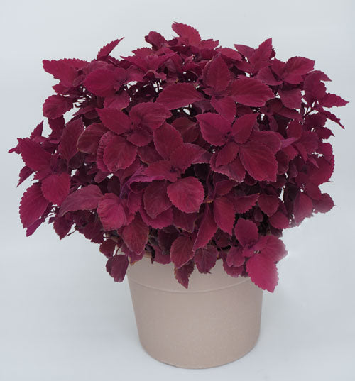 Beale Street - Rosy Dawn Gardens