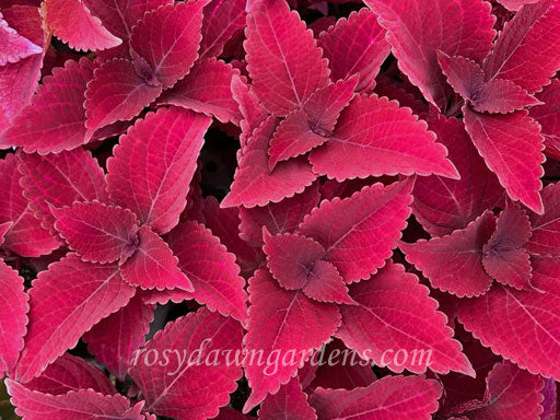 Beale Street - Rosy Dawn Gardens