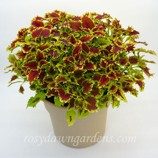 Big Chief Coleus | RosyDawnGardens.com - Rosy Dawn Gardens