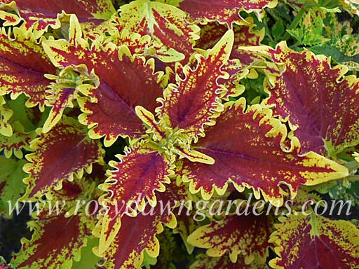 Big Chief Coleus | RosyDawnGardens.com - Rosy Dawn Gardens