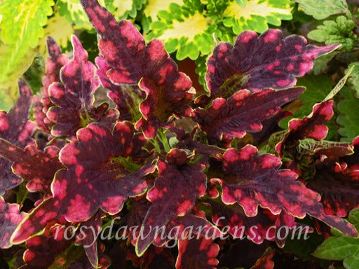Black Beauty Coleus | RosyDawnGardens.com - Rosy Dawn Gardens