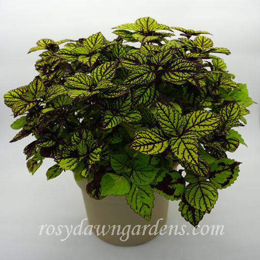 Fishnet Stockings Coleus | RosyDawnGardens.com - Rosy Dawn Gardens