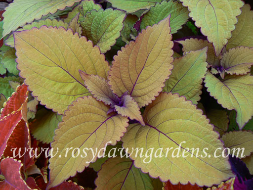 Gold Giant Coleus | RosyDawnGardens.com - Rosy Dawn Gardens