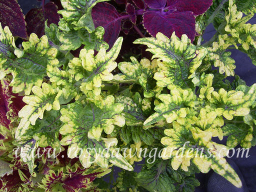 Lemon & Lime Coleus | RosyDawnGardens.com - Rosy Dawn Gardens