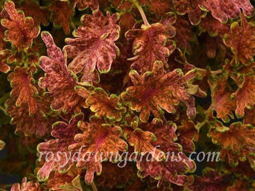 Peach Frizzle - Rosy Dawn Gardens
