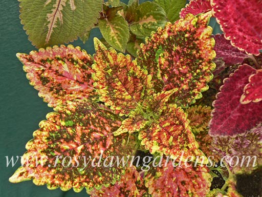 Pinata Coleus | RosyDawnGardens.com - Rosy Dawn Gardens