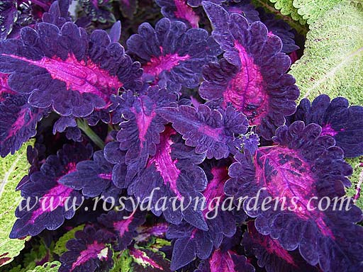Ruby Laser Coleus | RosyDawnGardens.com - Rosy Dawn Gardens