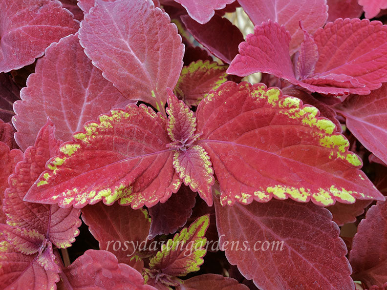 Ruby Slipper - Rosy Dawn Gardens