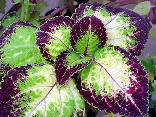 Solar Shadow Coleus | RosyDawnGardens.com - Rosy Dawn Gardens