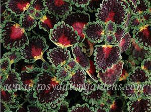 Trailing Lava Rose Coleus | RosyDawnGardens.com - Rosy Dawn Gardens